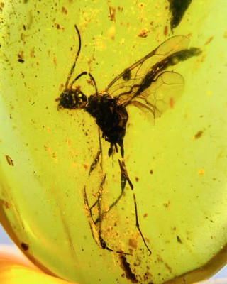 Burmese fossil burmite Cretaceous amber rare bee insect fossil amber ...