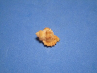 Cymatium labiosum Wood, 1828 "DIFFICULT TO OBTAIN" (19.3mm) | eBay