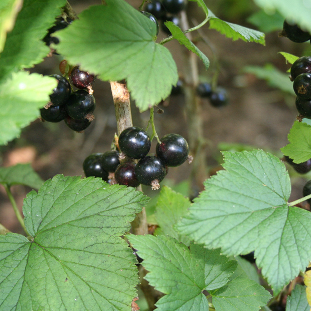 T&M Blackcurrant Tasty Fruit Plants Kitchen Garden Bare Root and Potted ...