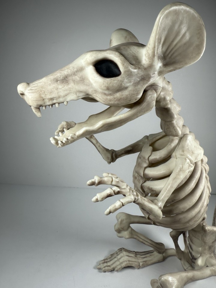 Large Rat Skeleton w/Movable Head & Jaw Halloween TikTok Viral Mouse ...
