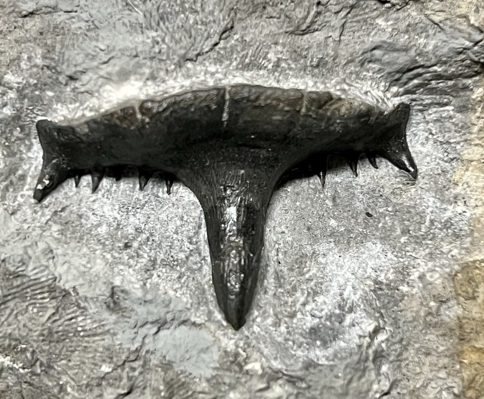 Shark Tooth-Extremely Rare Saivodus Tooth from Indiana-Fossils ...