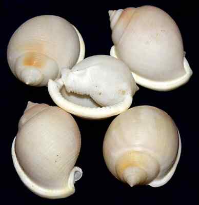 Channeled Bonnet ~ Cassis canaliculata Seashell 1-1/2"-2" (5 Shells) | eBay