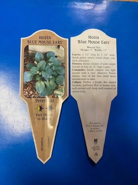 Dwarf Hosta Blue Mouse Ears- 4" pot - Live hosta plant great for Trough ...