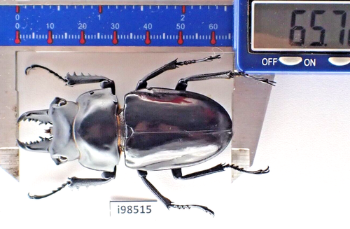 i98515. Insects, Lucanidae: Neolucanus sp. Vietnam North. 65mm? | eBay