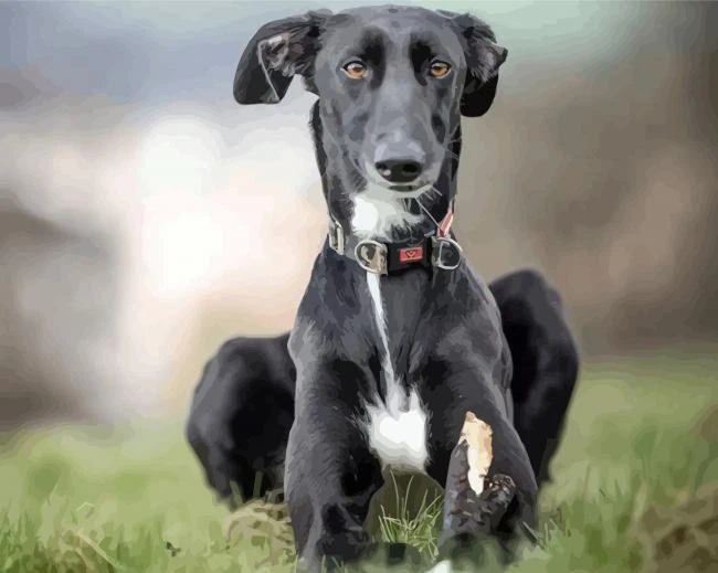Black Lurcher
