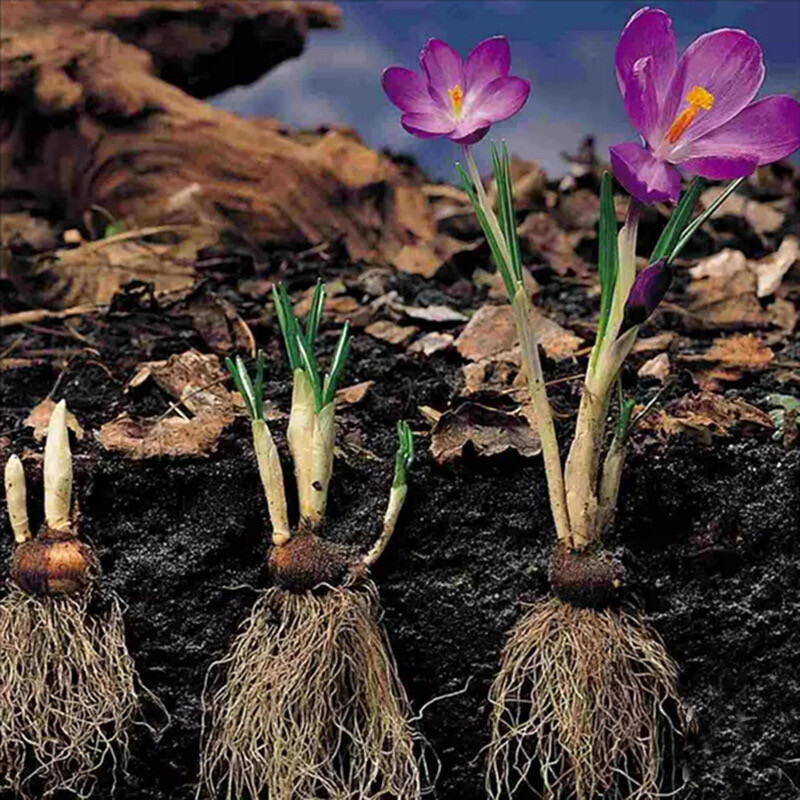 20 EXOTIC RARE CROCUS SEEDS for garden flower beds plant bush USA ...