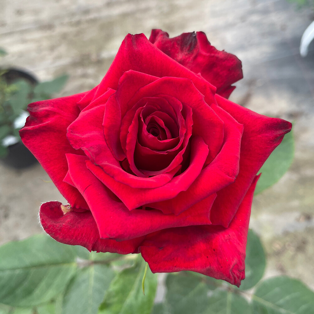 Most Beautiful Red Roses