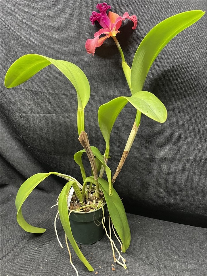 Blc. Mem. Richard Nakanishi (Toshie Aoki x Sunstate Outback) Cattleya ...