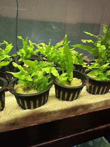 Java Fern (Small) Potted Aquatic Plant **Buy 2 Get 1 Free | eBay