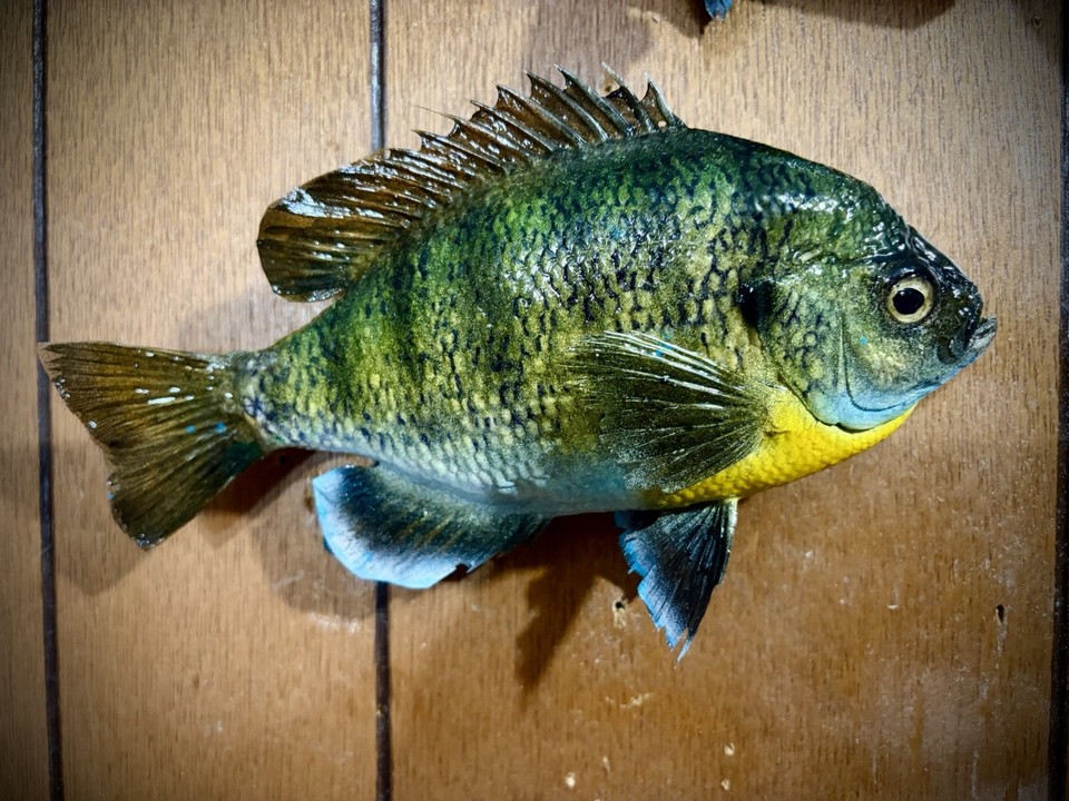 Bluegills Taxidermy Mount! | eBay