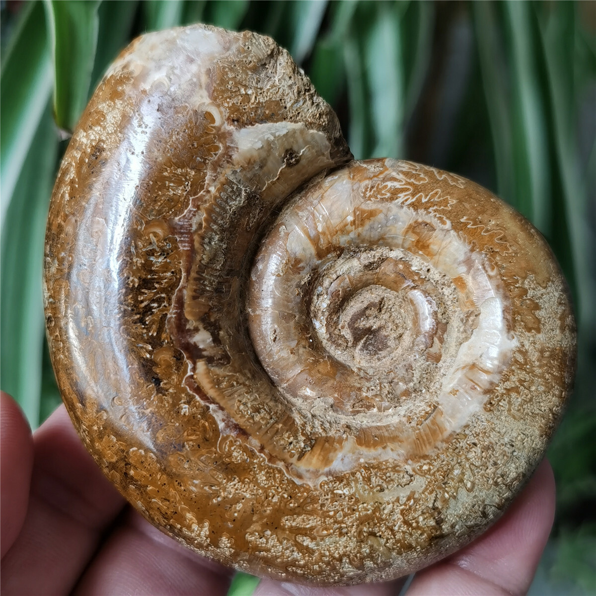 212g NEW LISTING Rare!! Natural conch fossil "snake tail", "elephant ...