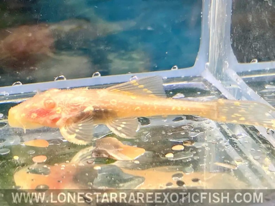 Albino L155 Adonis Pleco / Acanthicus adonis - Live Aquarium Fish | eBay