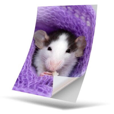 1 x Vinyl Sticker A4 - Fluffy Pet Rat Mouse Rodent Eating #21796 | eBay UK