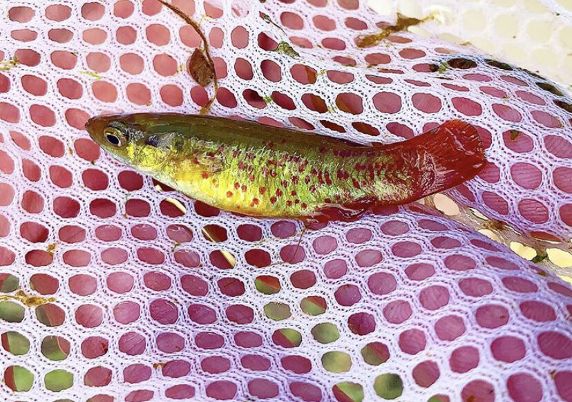 Fundulus cingulatus killifish species profile >> killi.co.uk