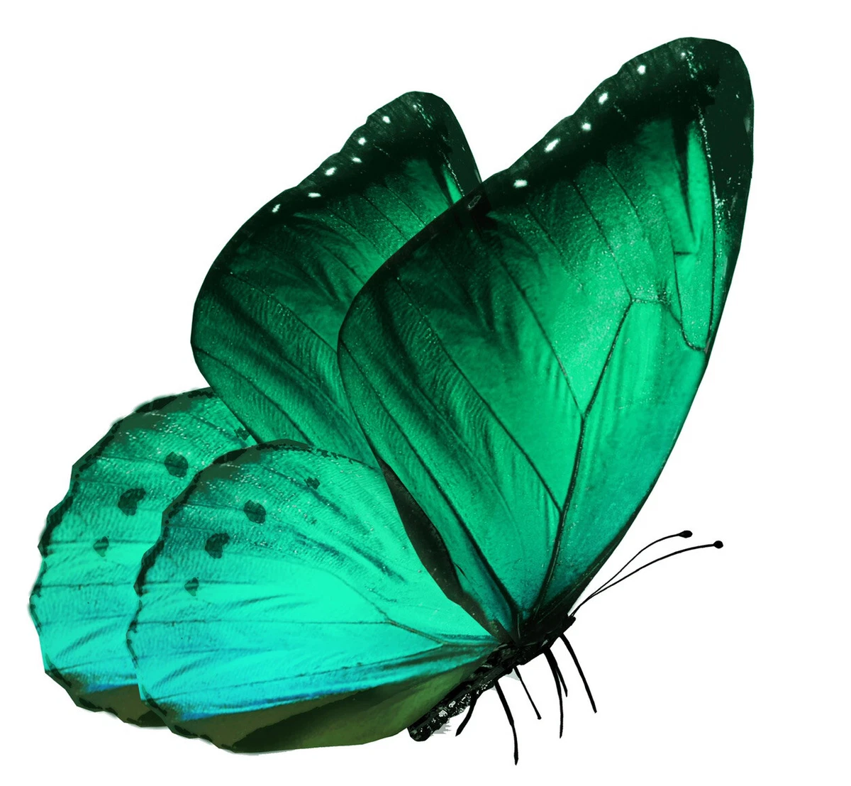 Beautiful Green Butterfly Pictures