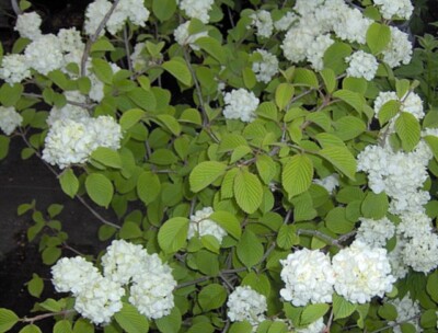 Viburnum plicatum Popcorn shrub in 9cm pot Wedding Cake Tree | eBay UK