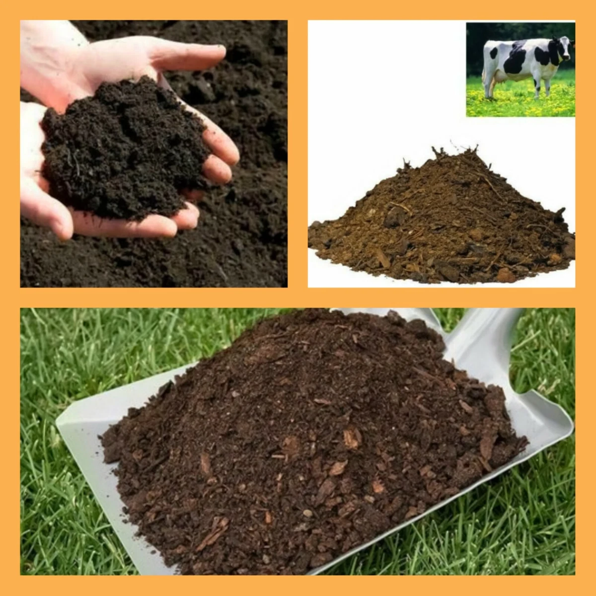 Cow Manure Fertilizer