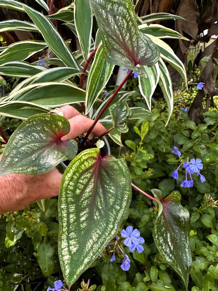 Caladium Thai Variety - Lush New Season Variegated Plant 🦋 Colly Dolly ...