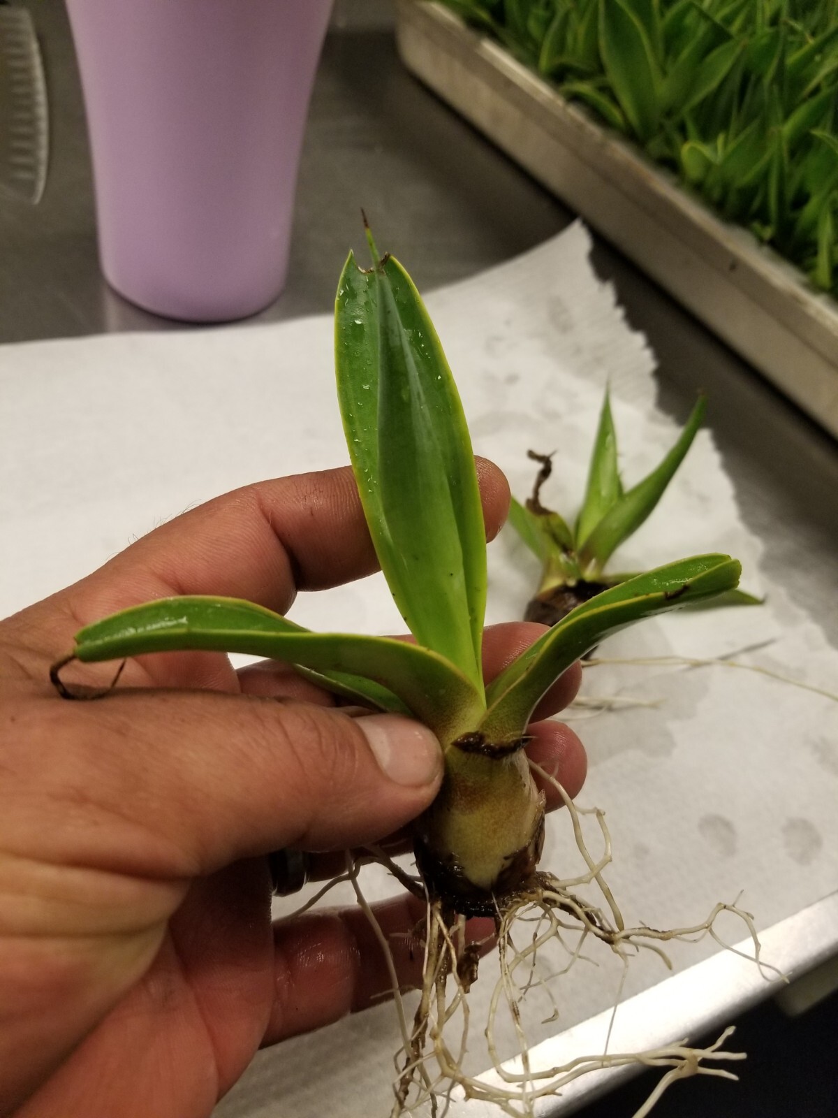 DwarfAgave Desmetiana Bulbils - 3 to 4 inches long lot of 12 Rooted ...