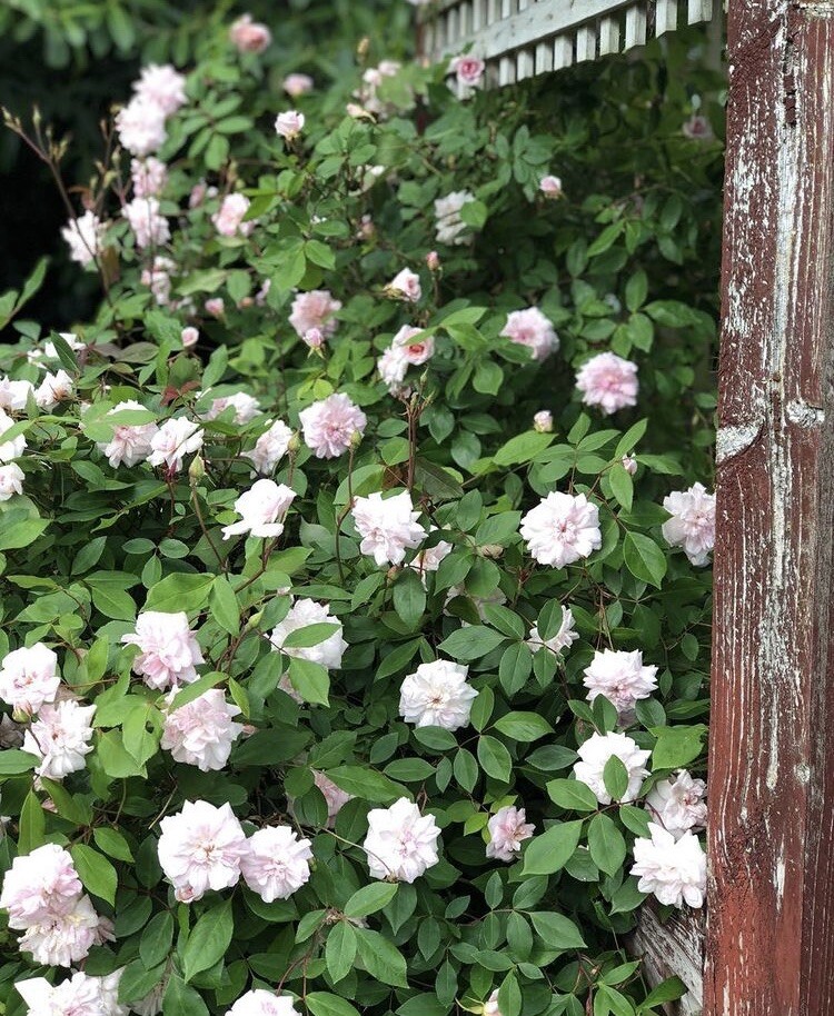 Heirloom Cecile Brunner Rose 16 Premium Plant Cuttings To Start ...