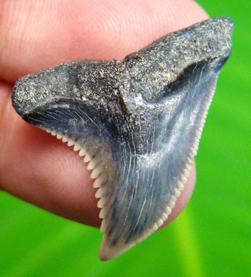 HEMIPRISTIS SHARK TOOTH - 1.10" - REAL FOSSIL - SNAGGLE SHARK TEETH ...