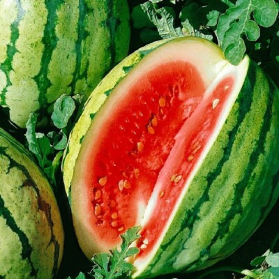 Dixie Queen Watermelon Seeds | NON-GMO Watermelon Seeds | Heirloom ...