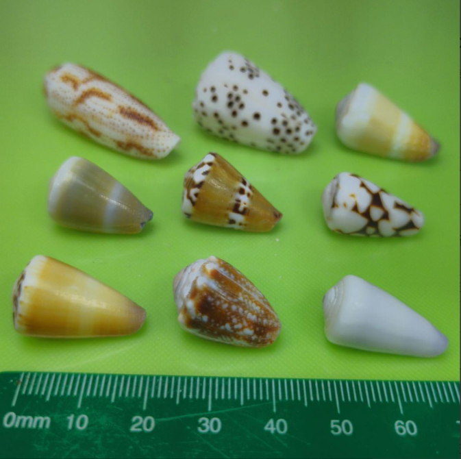 Hebrew Cone Shell japanese sea Shells of Okinawa 2760109 | eBay