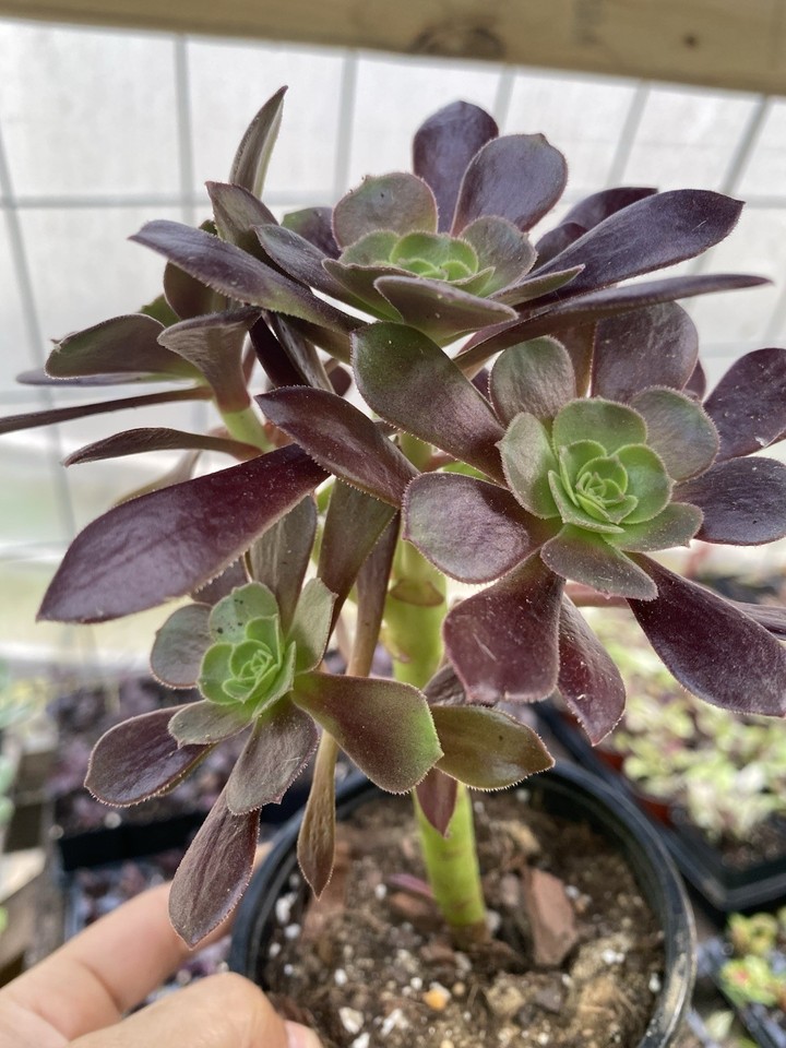 10 Unroot Different Random Succulents Live Plant, Plants Gift | eBay