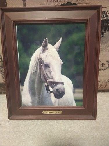 Gato Del Sol, 1982 Kentucky Derby, Beautiful Framed Photo VG+ | eBay