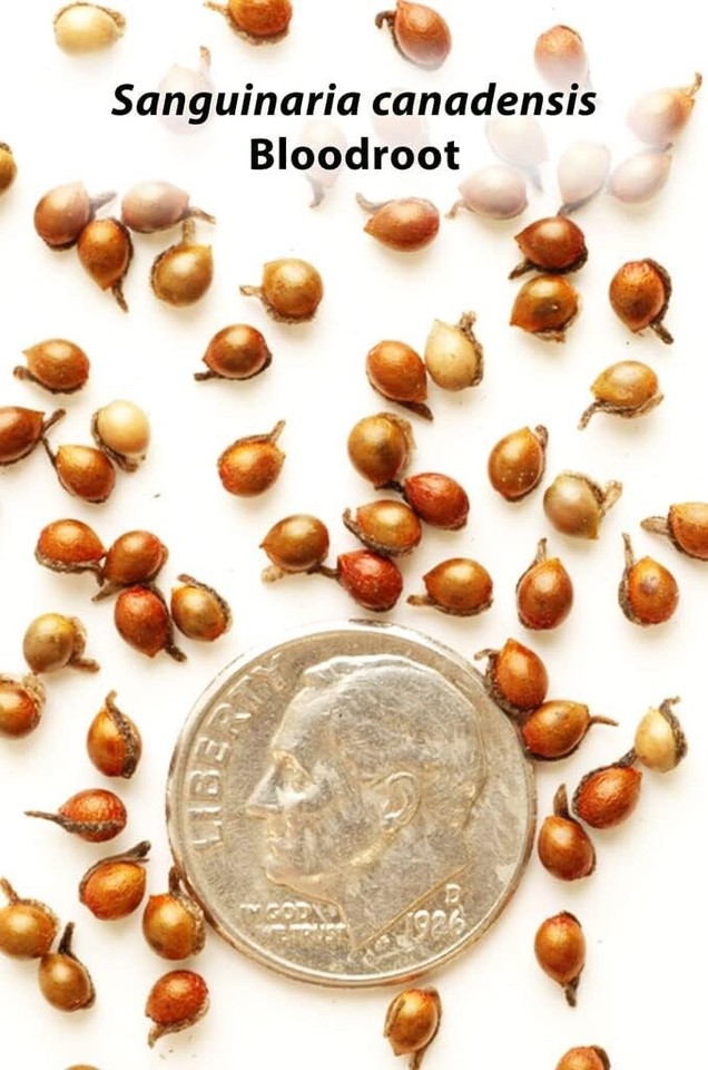 Bloodroot Seeds for Planting (30 Seeds) Sanguinaria canadensis ...