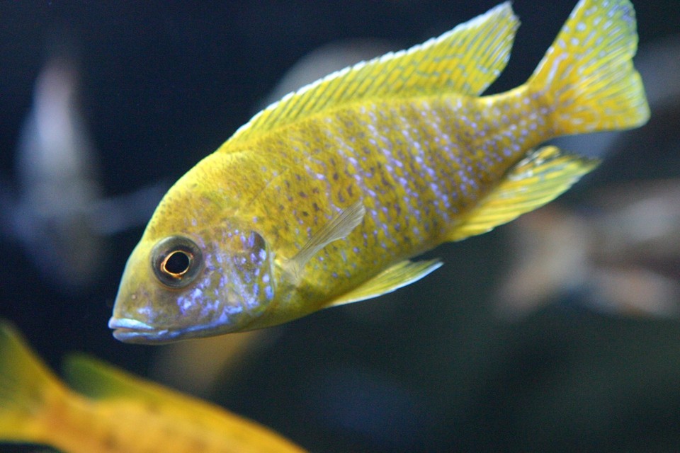 ABF Ultra Mini Wafer Mix with Spirulina & Bug Wafers,Cory Cats,Pleco ...