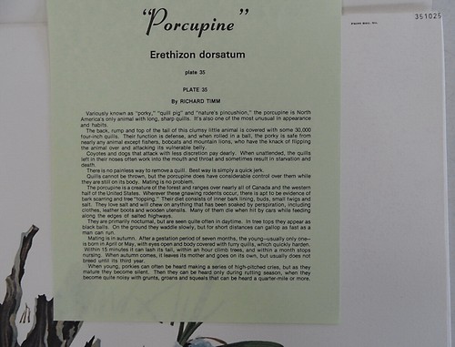 Richard Timm Porcupine 22"x28" Registered & Signed Lithography Fine Art ...