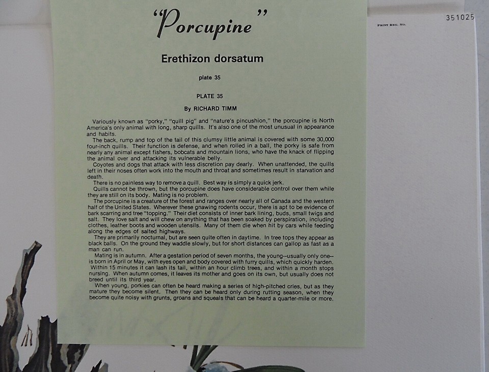 Richard Timm Porcupine 22"x28" Registered & Signed Lithography Fine Art ...