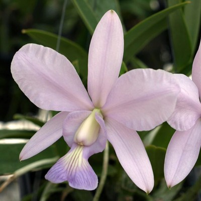 BLUE Cattleya Brazilian Jewel Primary hybrid Coerulea Orchid Plant | eBay