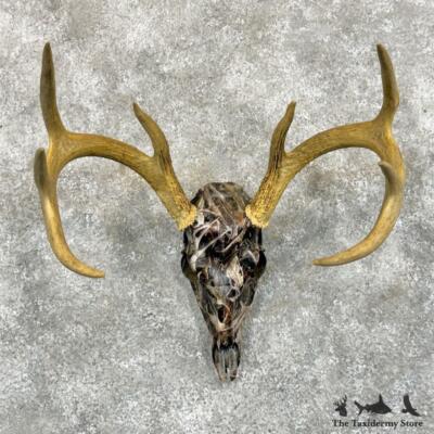 #29078 E | Whitetail Deer Skull Camo Dipped Taxidermy Mount For Sale | eBay
