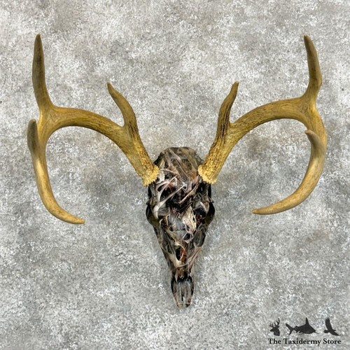 #29078 E | Whitetail Deer Skull Camo Dipped Taxidermy Mount For Sale | eBay