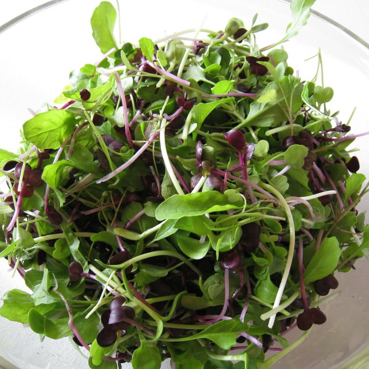 MICRO GREENS MIX 300+ Seeds ALL SEASON vegetable garden BABY GOURMET ...