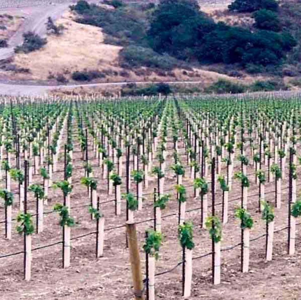 Grow Tubes For Vines Vineyards Orchard Plantra Jump Start | eBay