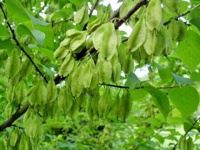 10 JERSEY BELL CAROLINA SILVERBELL SEEDS - Halesia carolina ‘Jersey ...