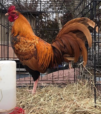 Livestock Supplies - Gamefowl Hatching Eggs