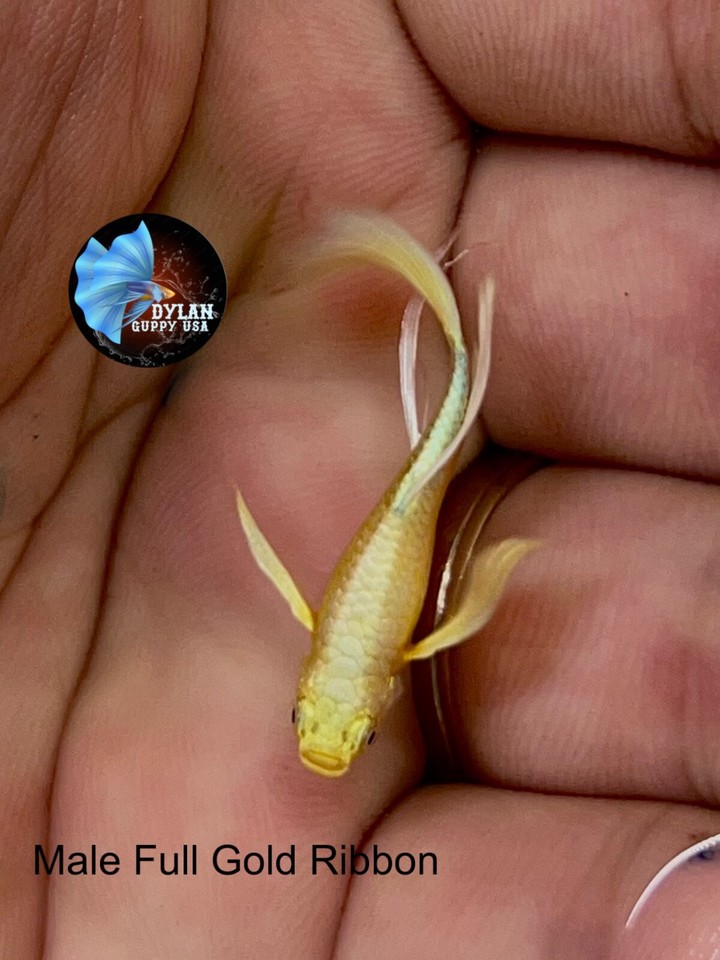 2 MALE - Full Gold 24K Ribbon-Live Aquarium Guppy Fish High Quality-USA ...
