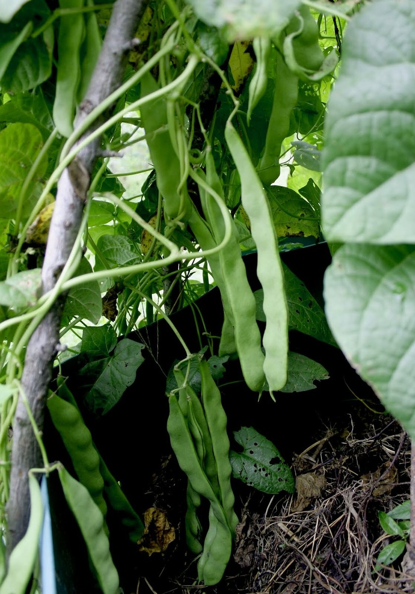 Italian Pole Bean Seeds Roma II Bean Seeds — Seeds 'n Such