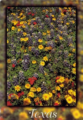 TX- Wild Flowers Blanket Fields During Springtime Texas Vtg Postcard ...