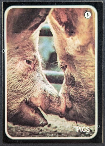 Pigs 1975 Topps Who's Zoo Animal Card #8 (NM) | eBay