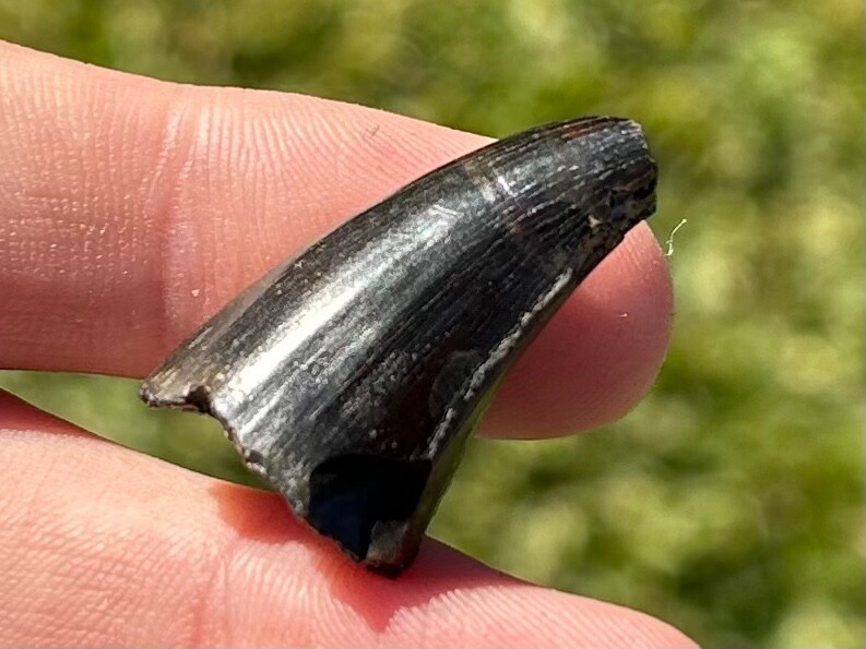 BIG Texas Fossil Tylosaurus Mosasaur Tooth Cretaceous Age Dinosaur ...