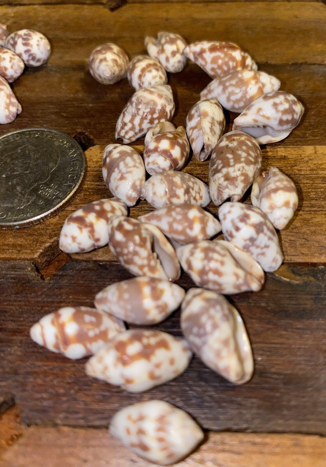 50 Lot Hawaiian Miter Sea Shell From Big Island Hawaii Perfect For ...