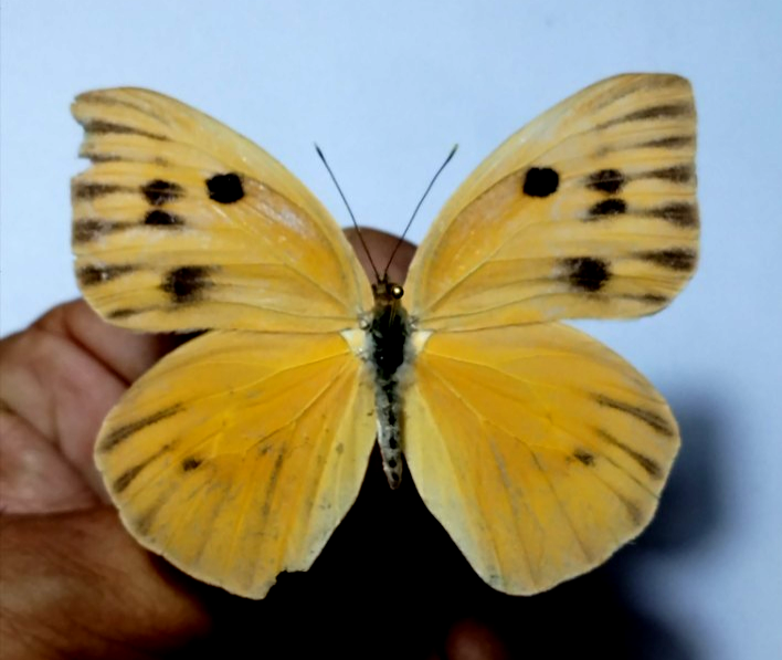 pieridae ascia josephina FEMALE yellow form, A1, photo just as sample ...
