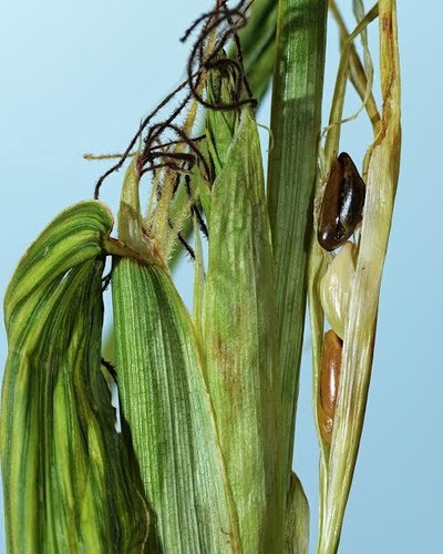 TEOSINTE Nitrogen-Fixing Corn Ancestor (Zea mays ssp. mex./parviglumis ...