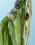 TEOSINTE Nitrogen-Fixing Corn Ancestor (Zea mays ssp. mex./parviglumis ...