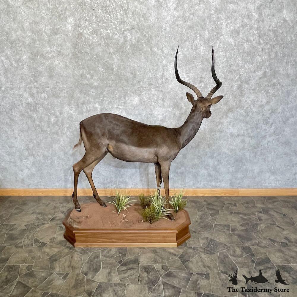 #27726 WC* | Chocolate (Black) Impala Life Size Taxidermy Mount For ...